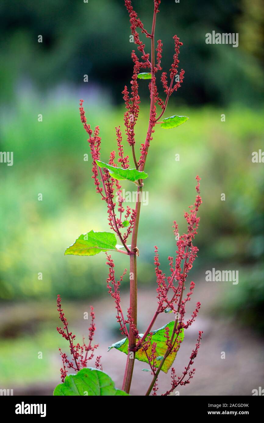 Rhubarb (Rheum acuminatum) flowers Stock Photo - Alamy