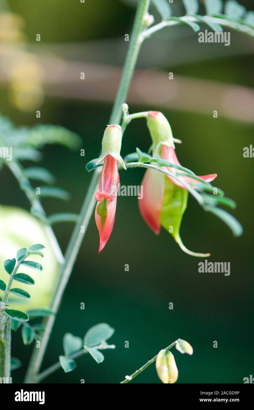 Sutherlandia frutescens flowers Stock Photo - Alamy