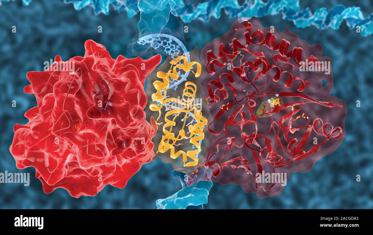 Preventing bacterial dormancy, artwork. Proteins (red and yellow) being ...