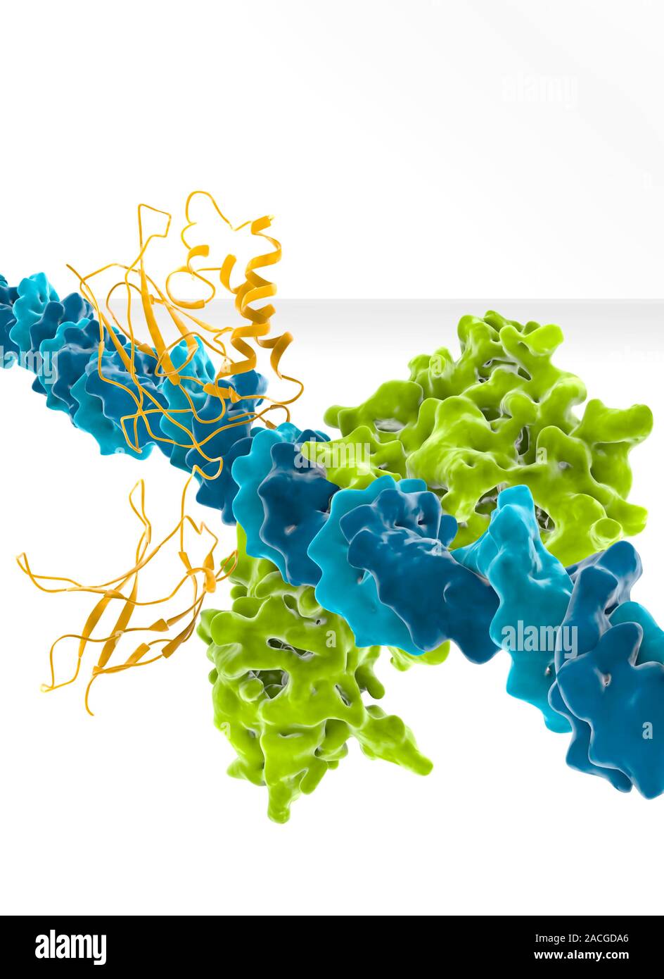 Transcription factor-DNA, molecular model. Strand of DNA ...