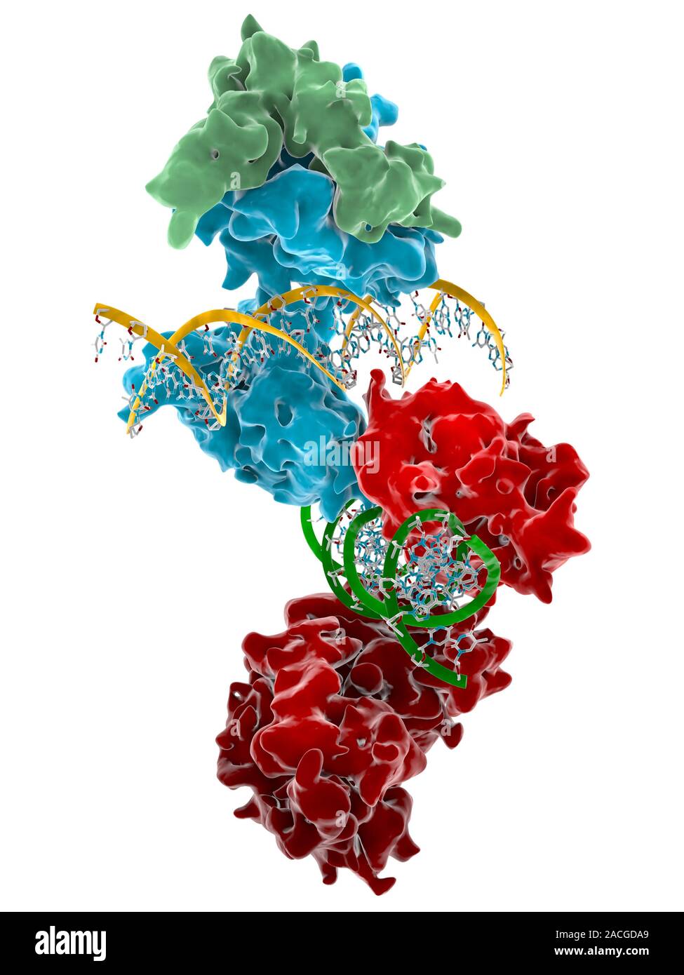Transcription factor-DNA, molecular model. Strand of DNA ...