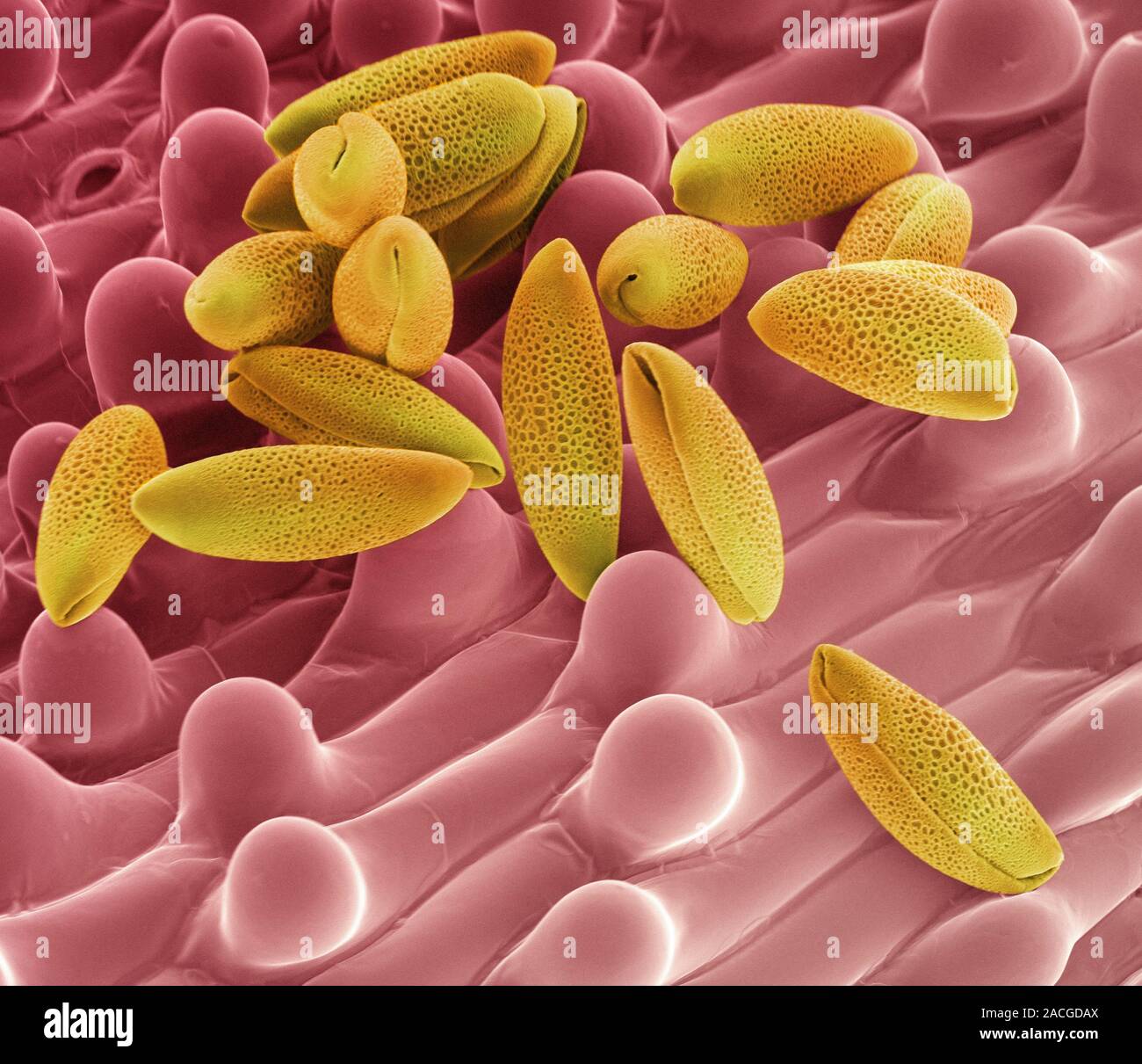 Pollination. Coloured scanning electron micrograph (SEM) of pollen ...