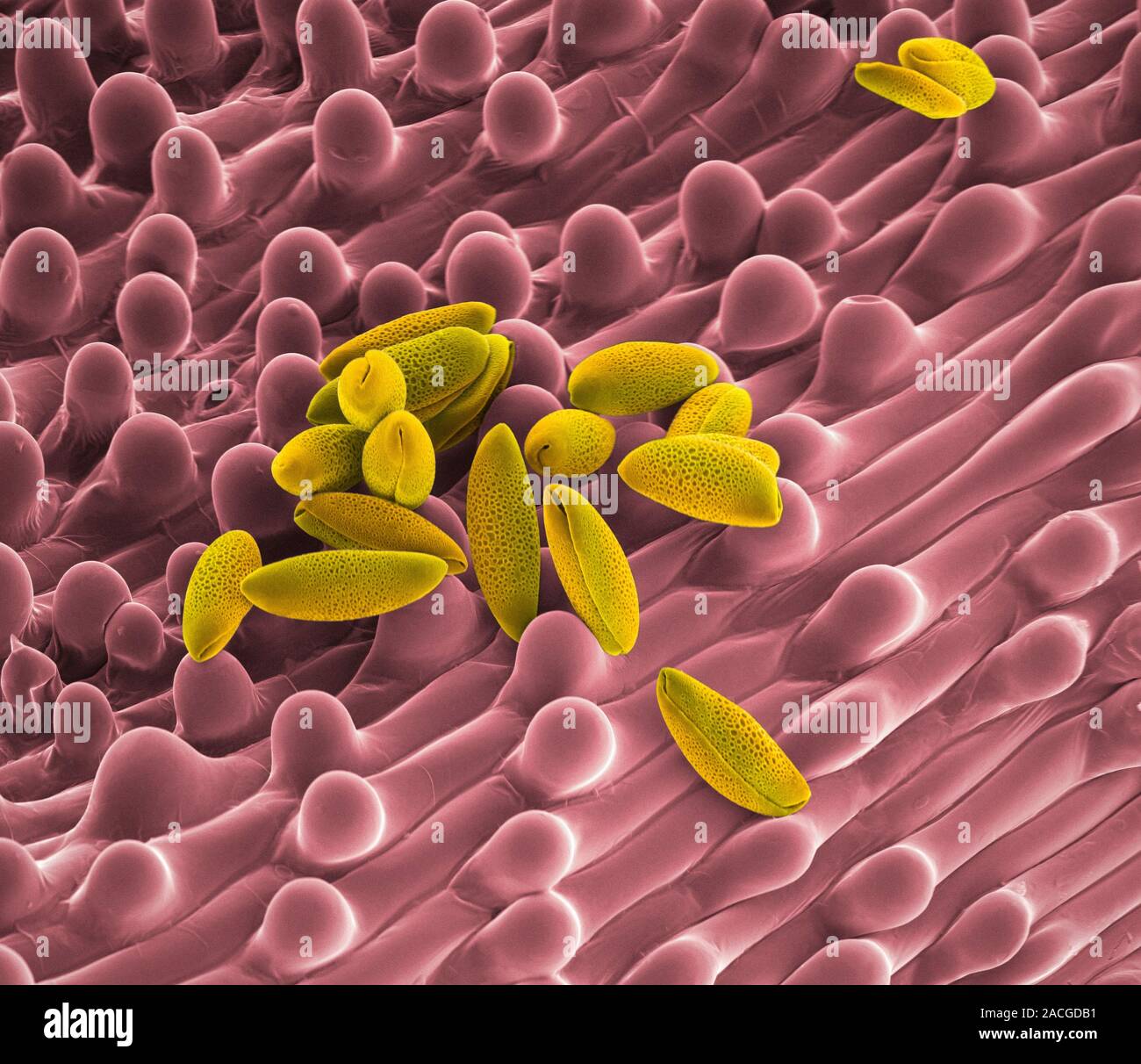 Pollination. Coloured scanning electron micrograph (SEM) of pollen ...