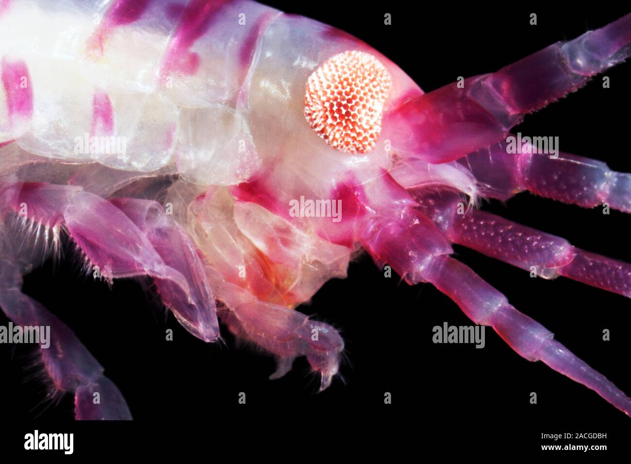 Amphipod crustacean. Close-up of the head of an amphipod. Amphipods ...