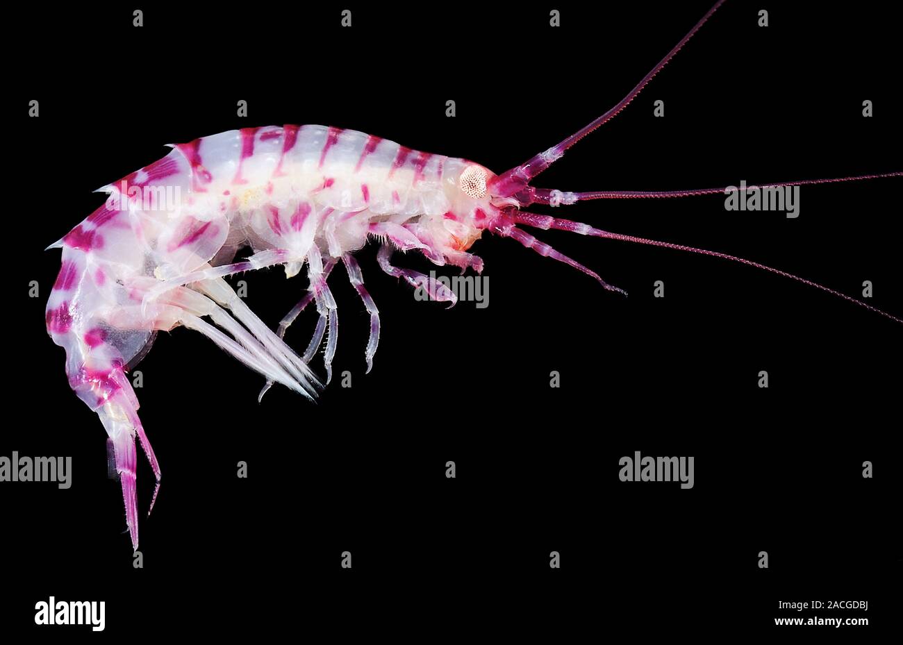 Amphipod crustacean. Amphipods typically have a laterally flattened ...