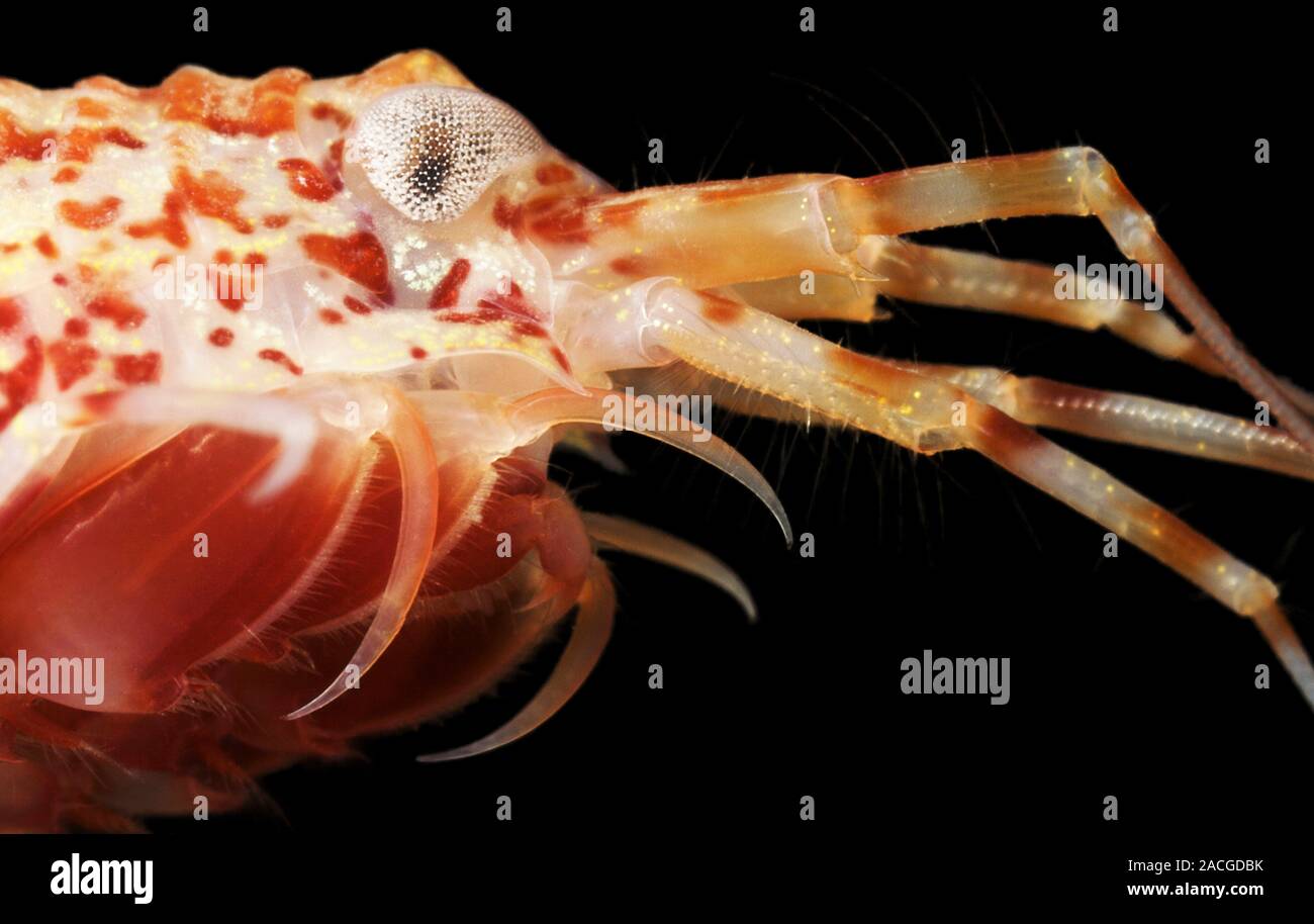 Amphipod crustacean. Close-up of the head of an amphipod. Amphipods ...