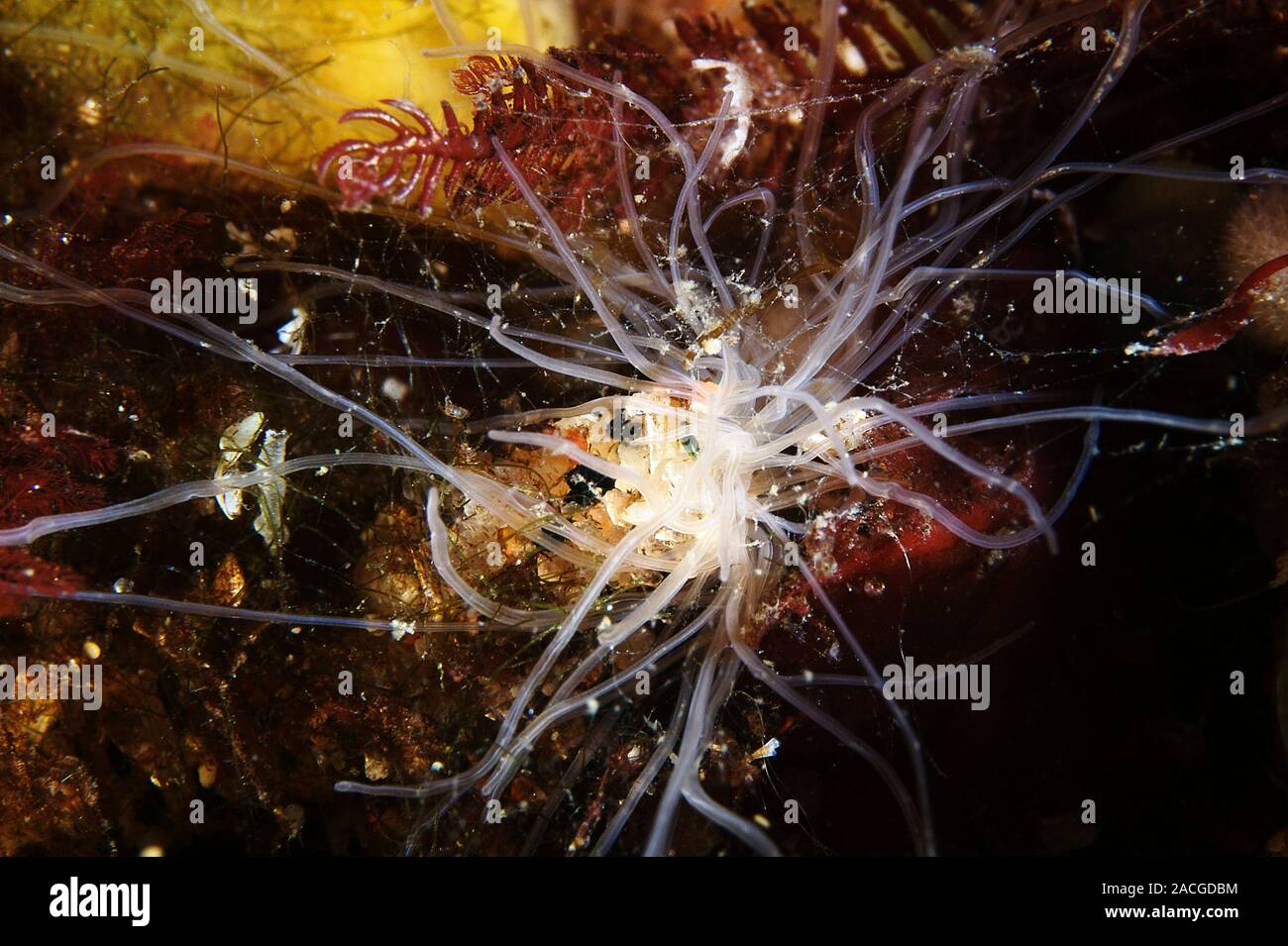 Amphitrite worm. Close-up of the tentacled head of the polychaete ...