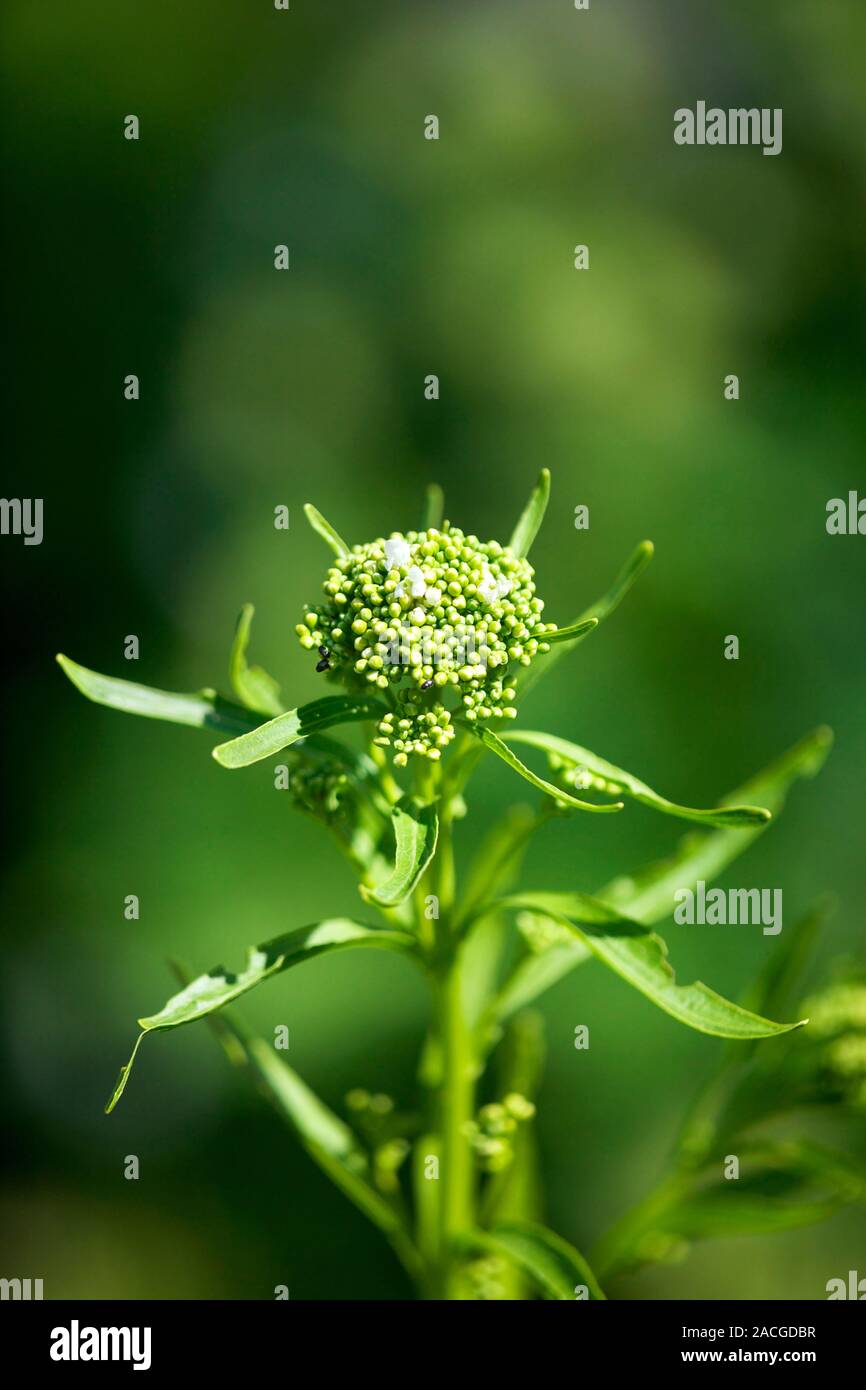 Horse Radish (Armoracia rusticana) buds and flowers Stock Photo - Alamy