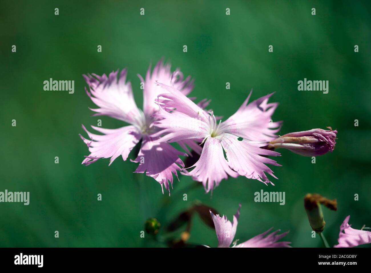 Carnation (Dianthus caryophyllus) flowers Stock Photo - Alamy