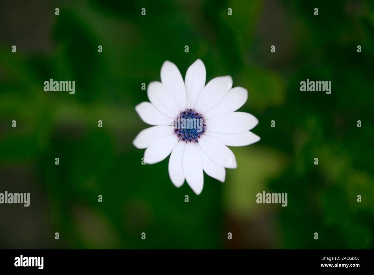 Dimorphotheca pluvialis flower Stock Photo - Alamy