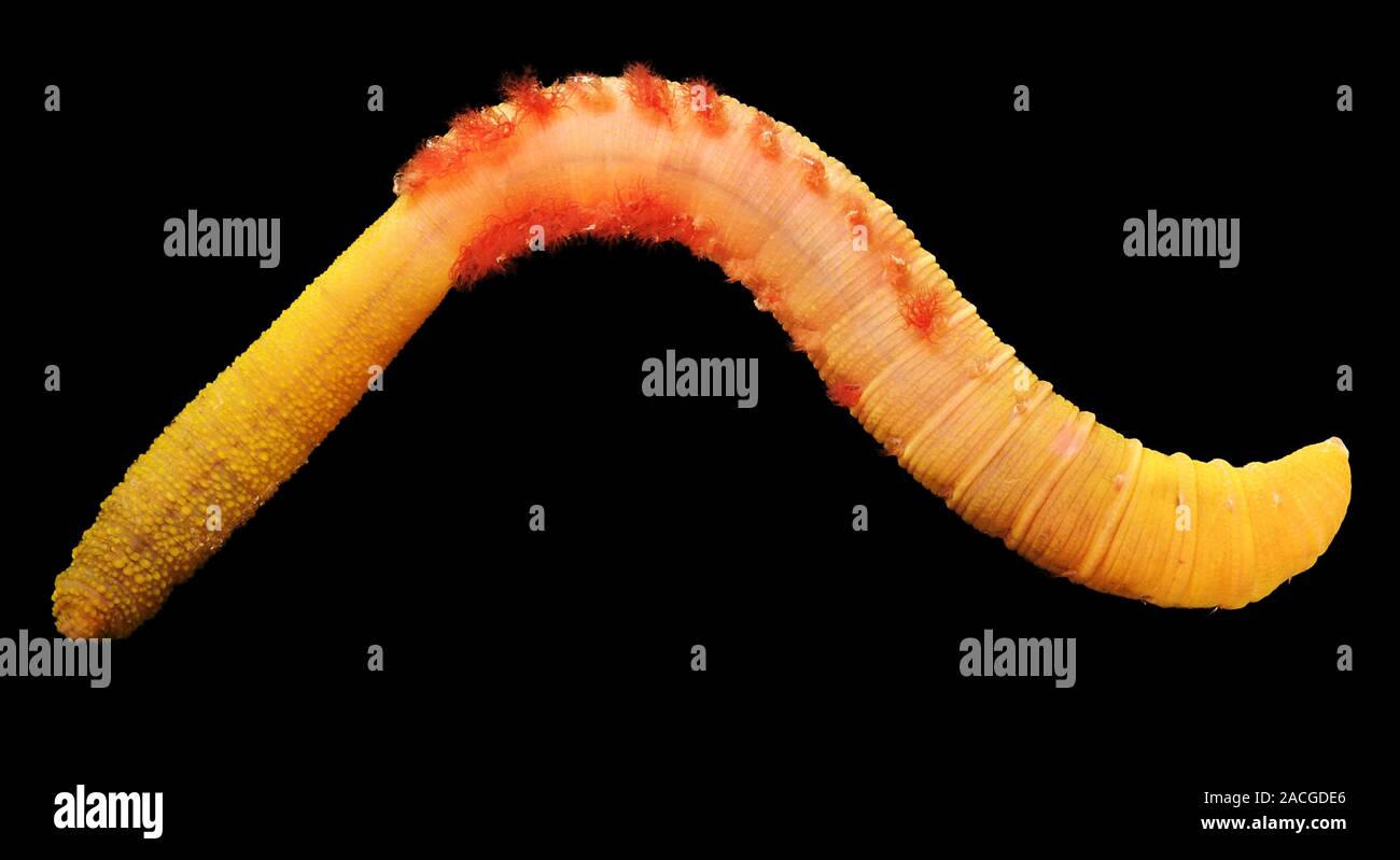 Lugworm. Lugworms (Arenicola marina) are a marine species of annelid ...