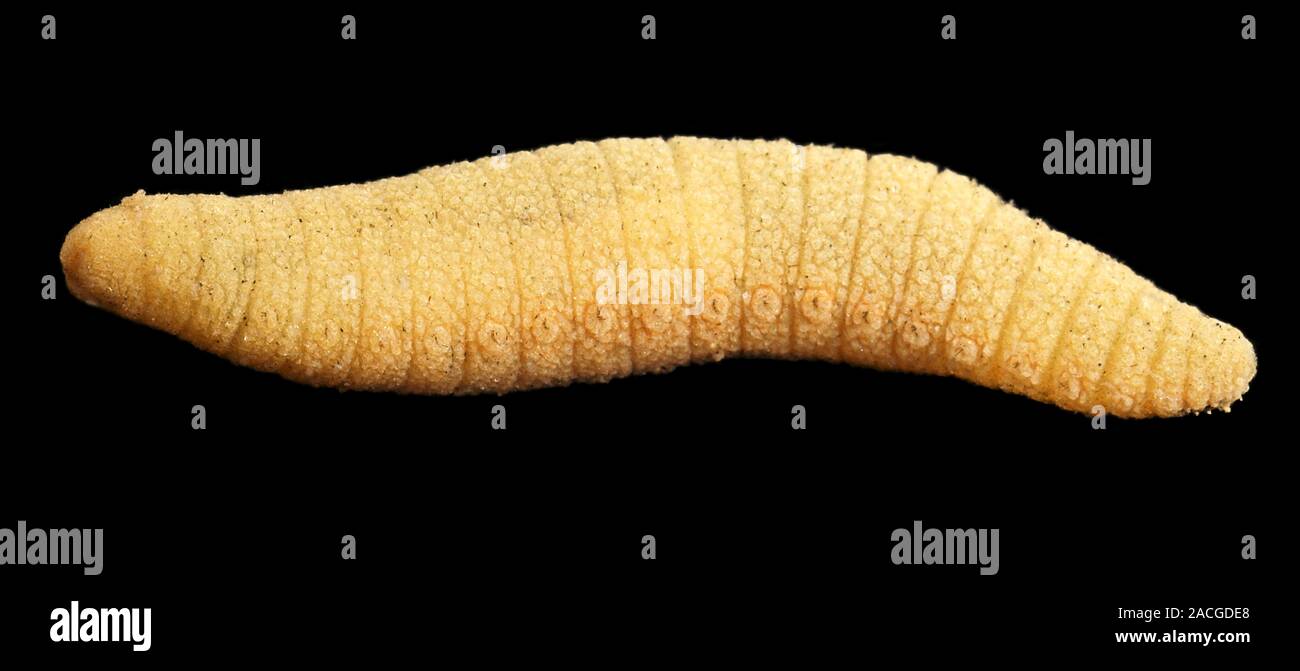 Bristle worm. Polychaete marine worm (Brada villosa) with its tentacles ...