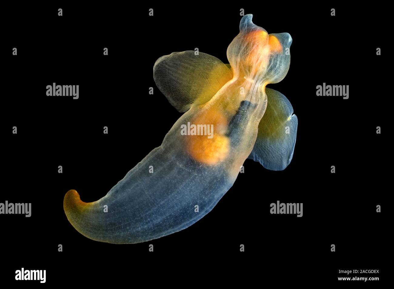 Sea angel. Close-up of the small swimming sea slug Clione limacina ...