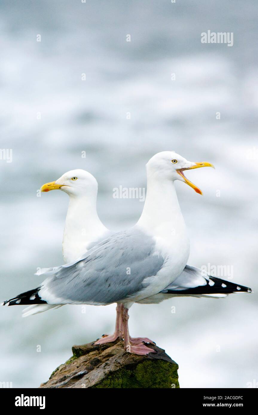 Two Herring Gulls (Larus argentatus), perched on a granite rock, showing the male gull calling ...