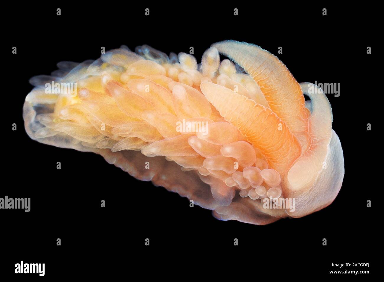 Nudibranch (oryphella polaris). Nudibranchs are shell-less marine ...
