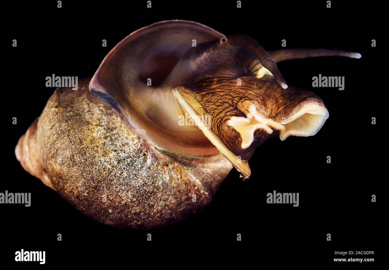 Flat periwinkle. The flat periwinkle (Littorina obtusata ) is a type of ...