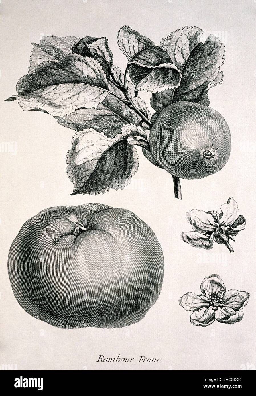Apples (Malus domestica), historical artwork. These are 'Rambour Franc ...
