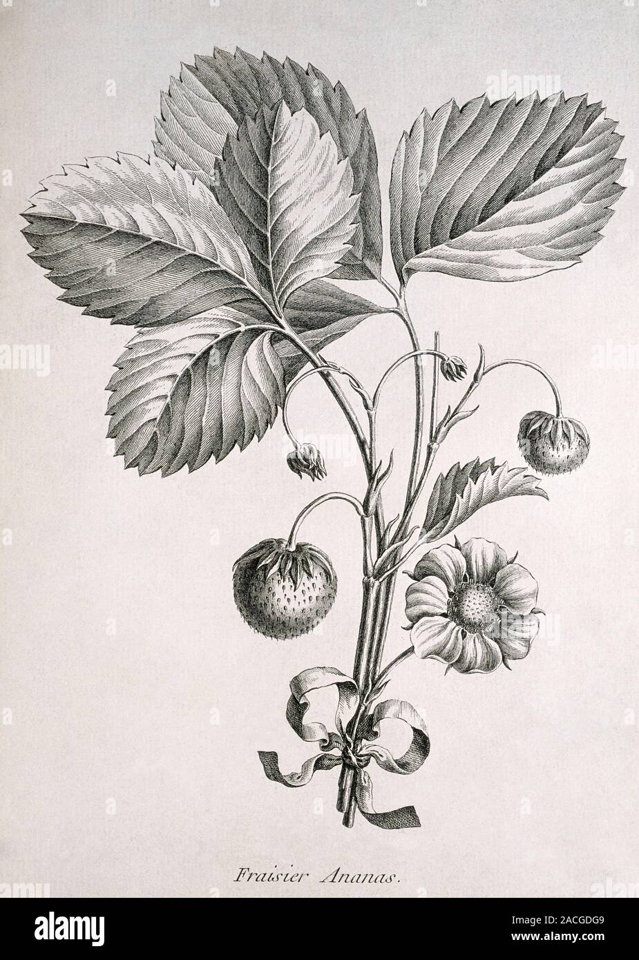Strawberries (Fragaria x ananassa), historical artwork. The label ...