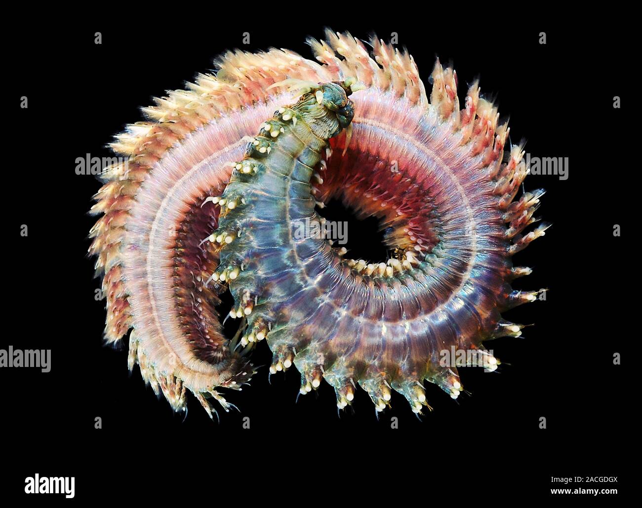 Sandworm (Nereis pellagica). Sandworms are marine annelid worms that ...