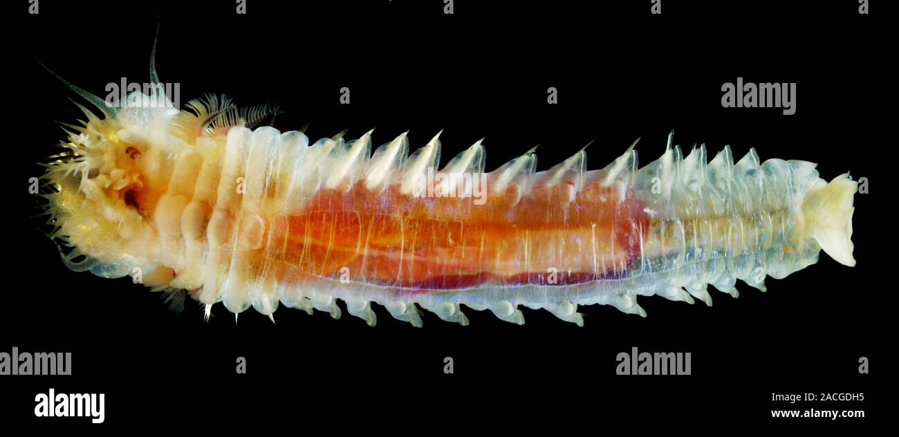 Trumpet worm. Underside of the marine annelid worm Pectinaria koreni, a ...