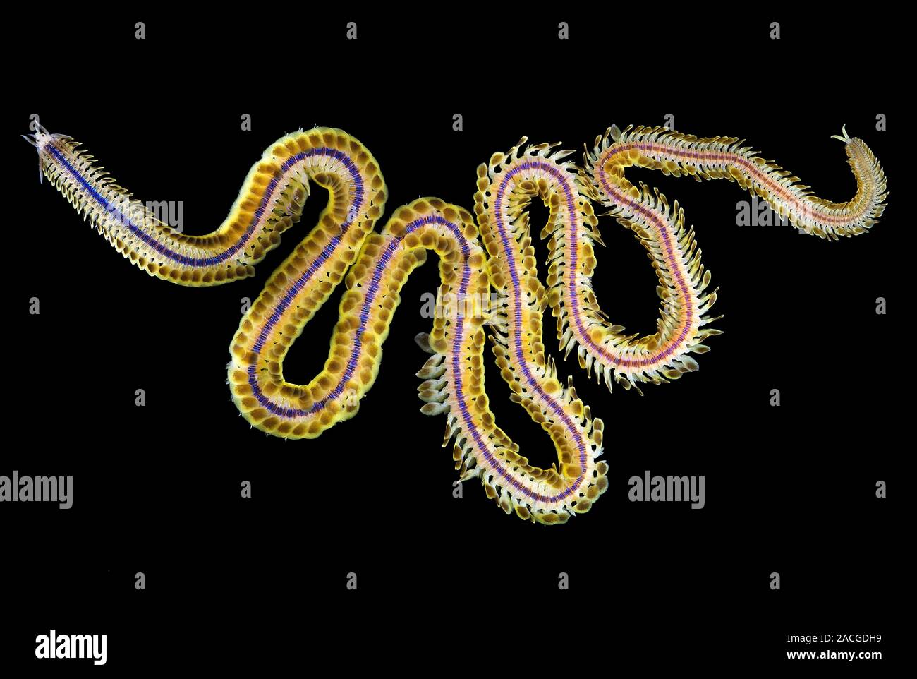 Polychaete marine worm (Phyllodoce citrina). Polychaetes are a class of ...