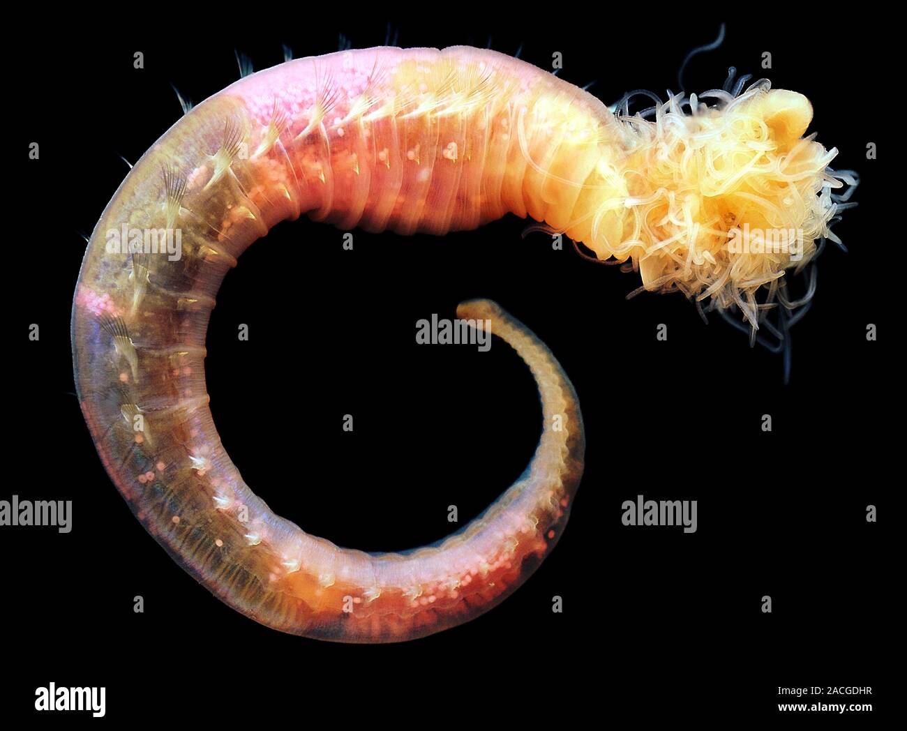 Spaghetti worm. Polychaete marine worm (Terebellides stroemi). This ...