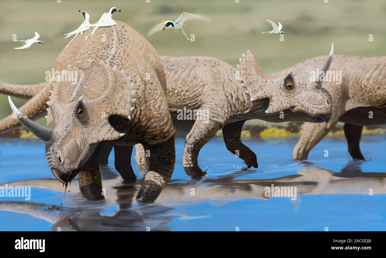 Centrosaurus, artwork. Herd of Centrosaurs (Centrosaurus apertus ...