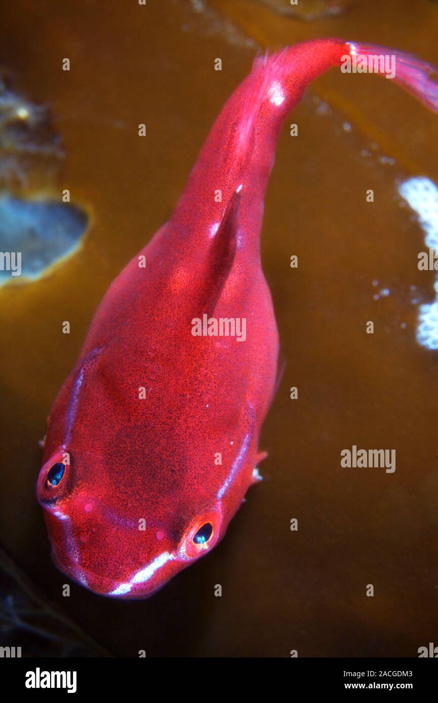 Lumpfish (Cyclopterus lumpus). This lumpfish, or lumpsucker, has a ...