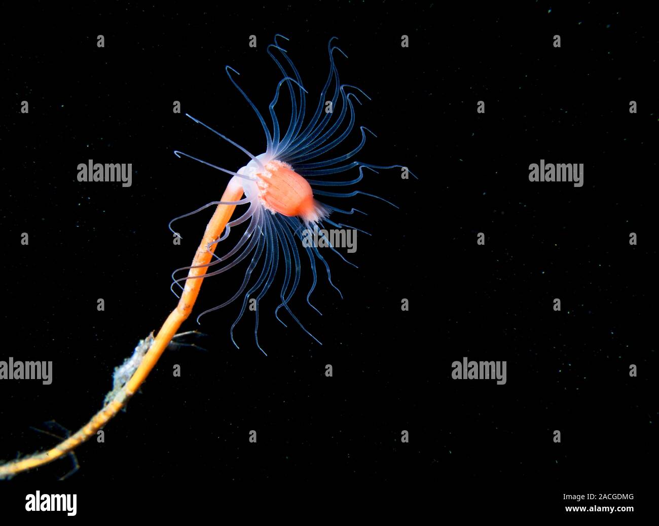 Hydrozoan (Tubularia indivisa). Hydrozoa are a type of cnidarian and ...