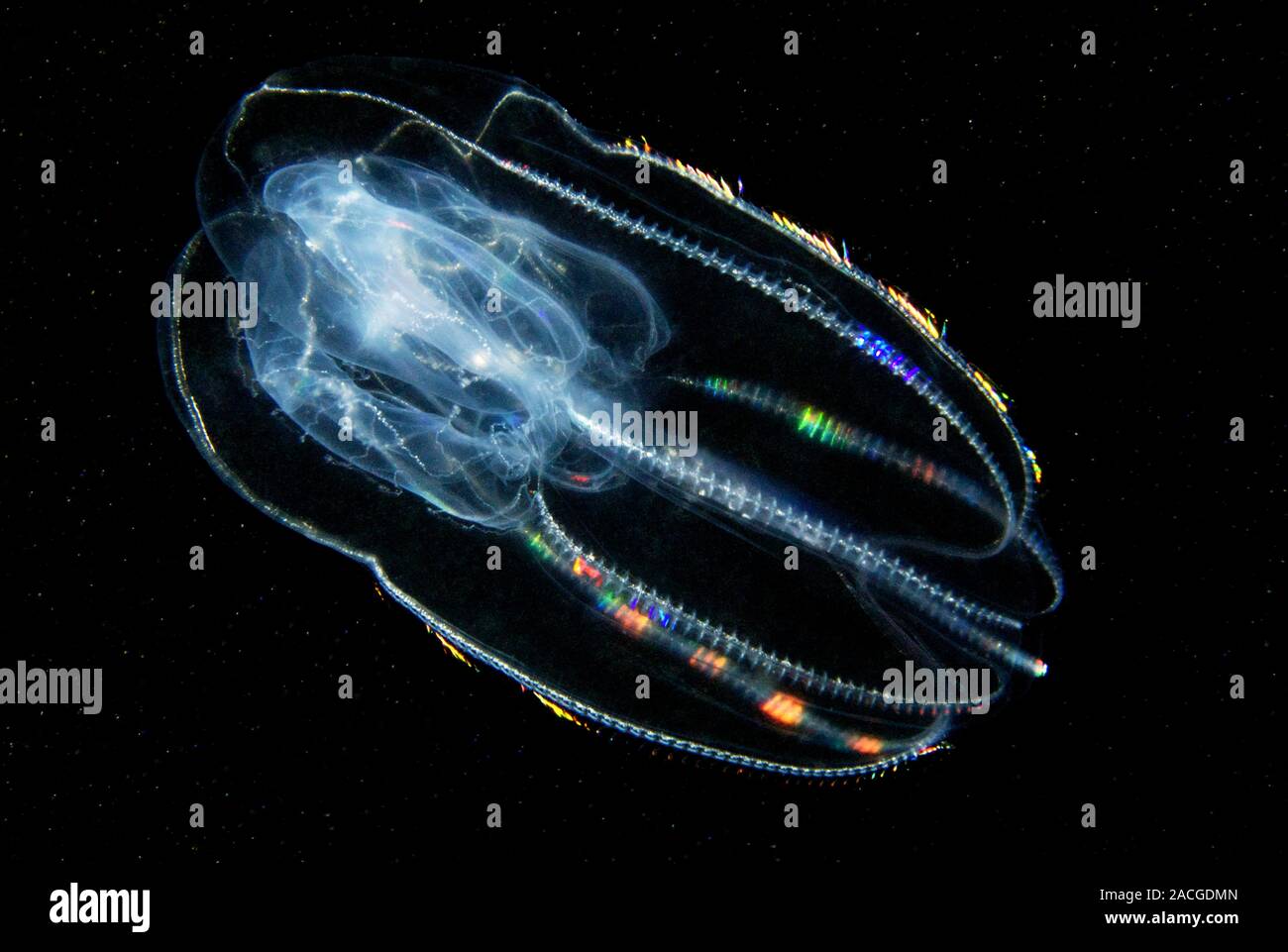 Comb jelly (Bolinopsis infundibulum). Comb jellies (Ctenophores) are ...