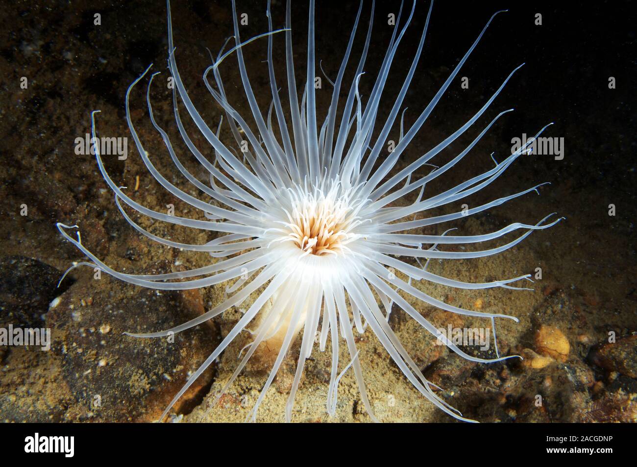 Lesser cylinder anemone (Cerianthus lloydi). Cylinder, or tube, anemones are anthozoans that ...