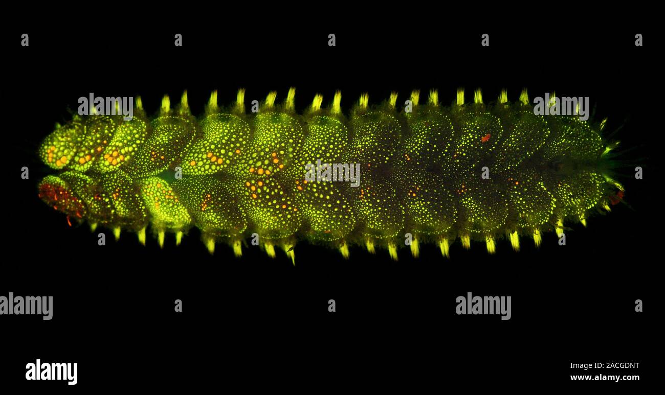 Marine worm fluorescing. Image showing the ability of the polychaete ...