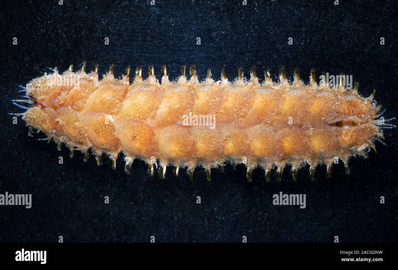 Marine worm (Lepidonotus squamatus) in normal light. This worm is able ...