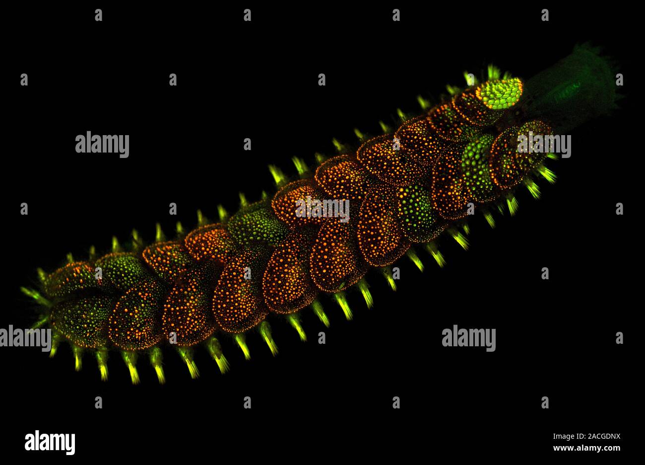 Marine worm fluorescing. Image showing the ability of the polychaete ...