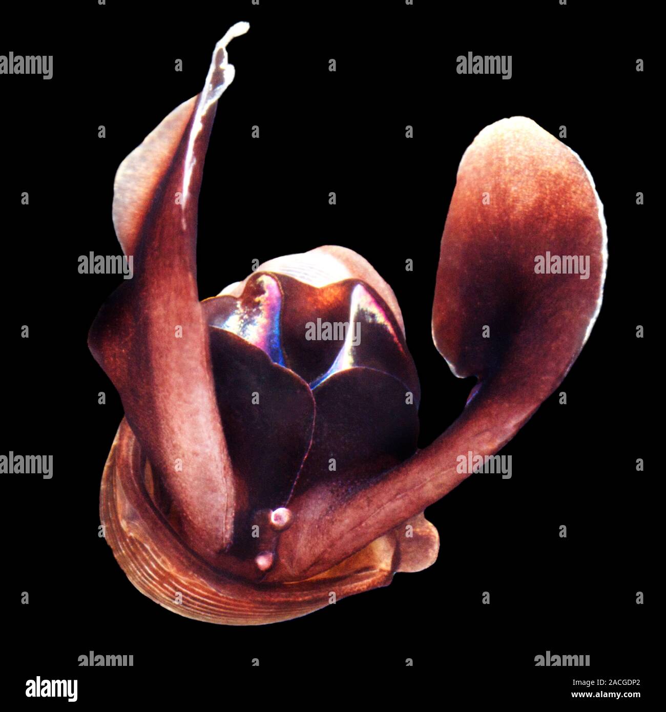 Sea butterfly (Limacina helicina). Sea butterflies are swimming ...