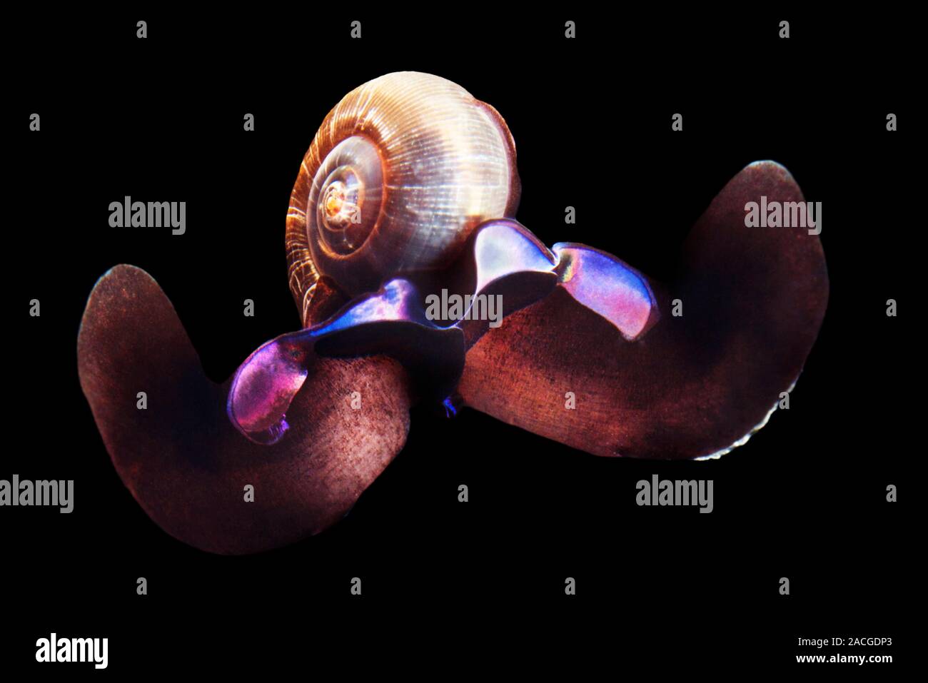 Sea butterfly (Limacina helicina). Sea butterflies are swimming ...