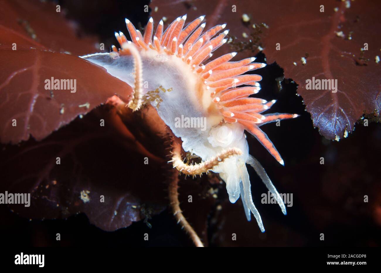 Nudibranch (Flabellina verrucosa) eating a sea star. Nudibranchs are ...