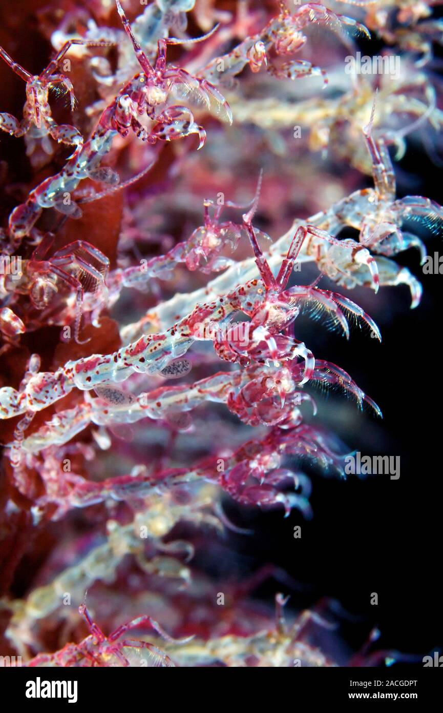 Skeleton shrimp. Close-up of a group of skeleton shrimp (Caprella ...