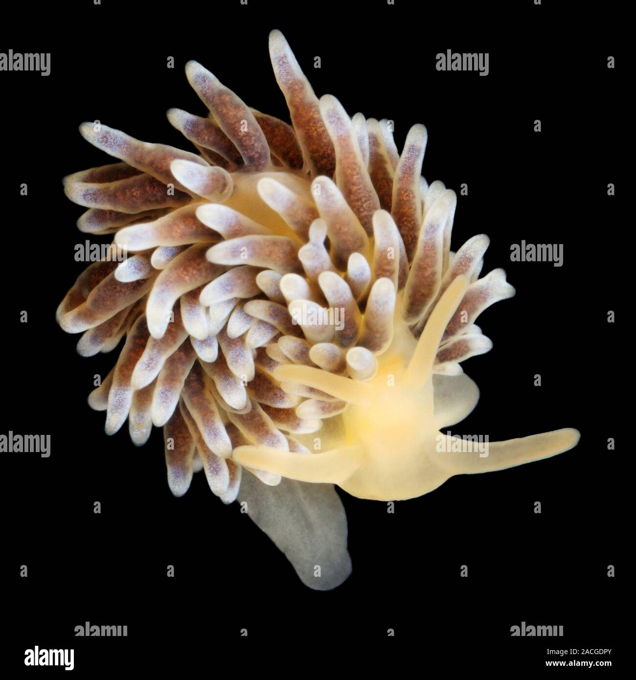 Nudibranch (Precuthona sp.). Nudibranchs are shell-less marine molluscs ...