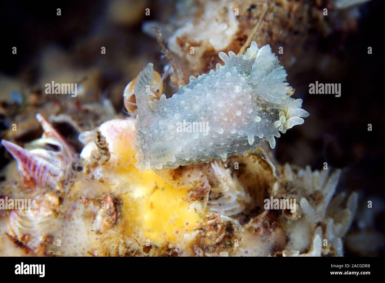 Nudibranch (Palio dubia). Nudibranchs are shell-less marine molluscs ...