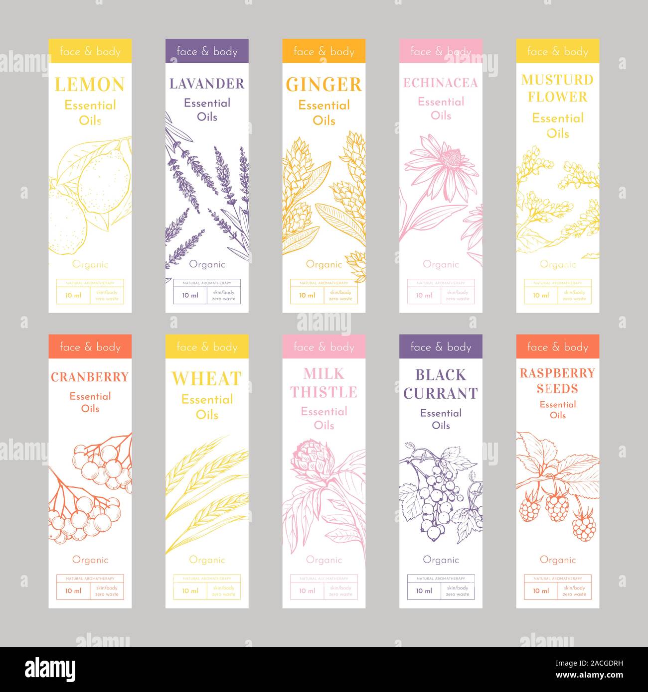 Echinacea herbs Stock Vector Images - Alamy