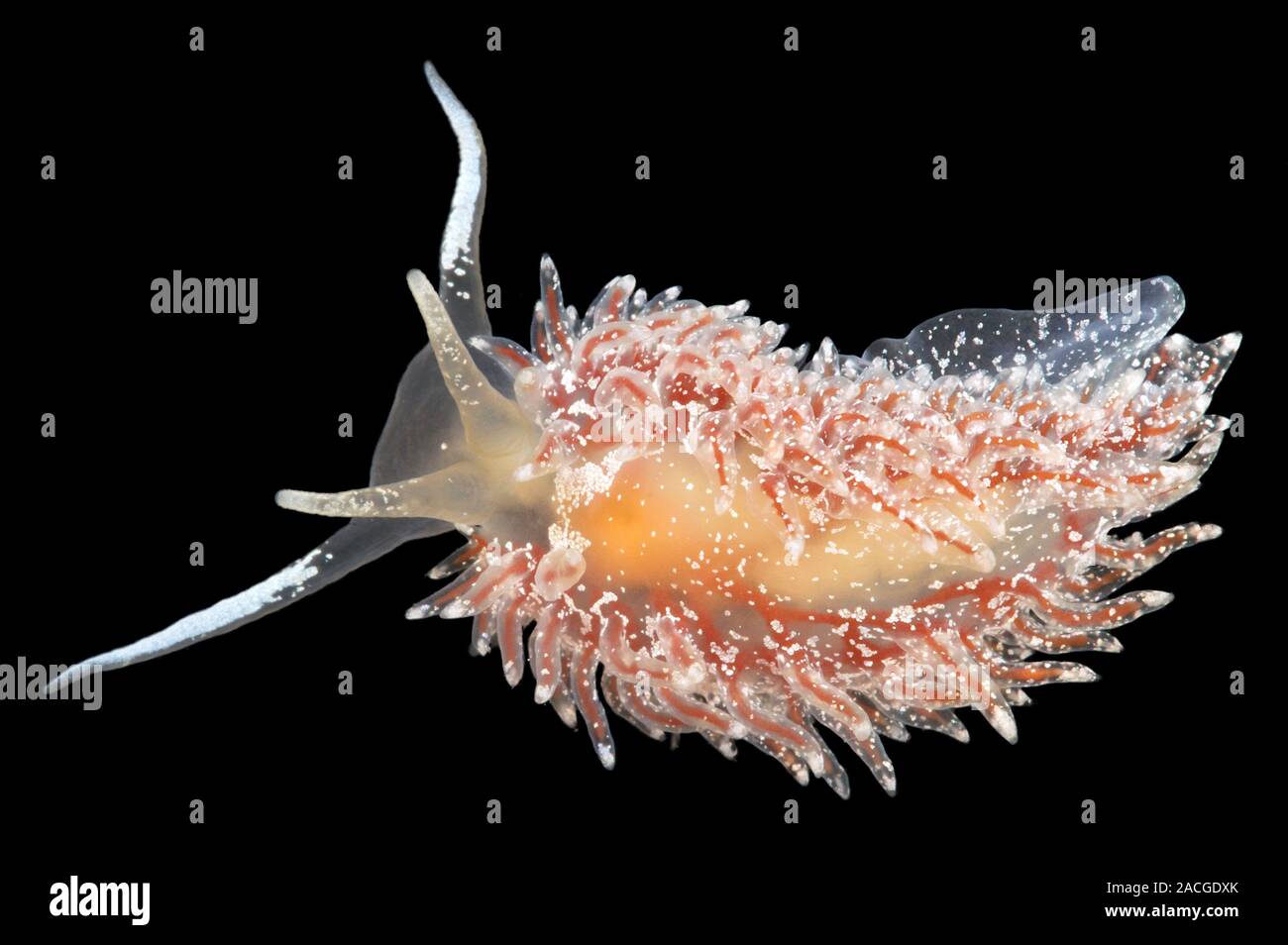 Nudibranch. Nudibranchs (sea slugs) are shell-less marine molluscs that ...