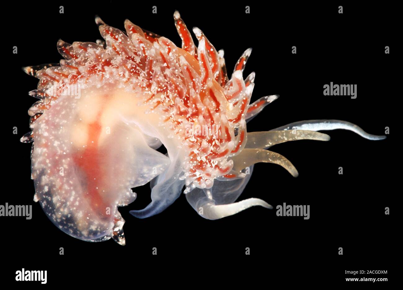 Nudibranch. Nudibranchs (sea slugs) are shell-less marine molluscs that ...
