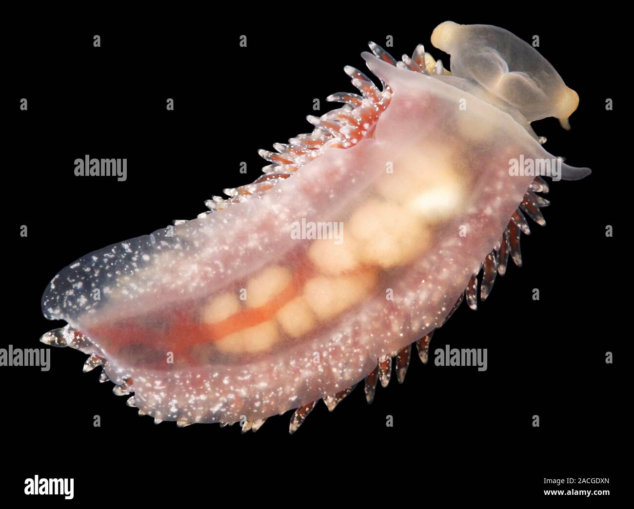 Nudibranch. Underside of a nudibranch. Nudibranchs (sea slugs) are ...