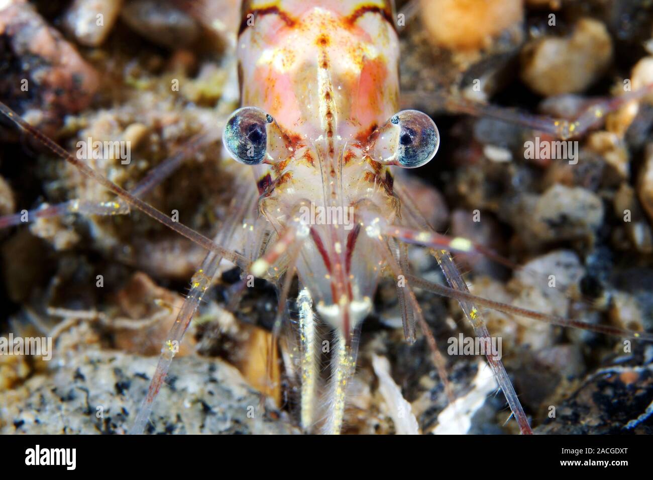 Shrimp eyes. Close-up of the head of a shrimp showing its large ...