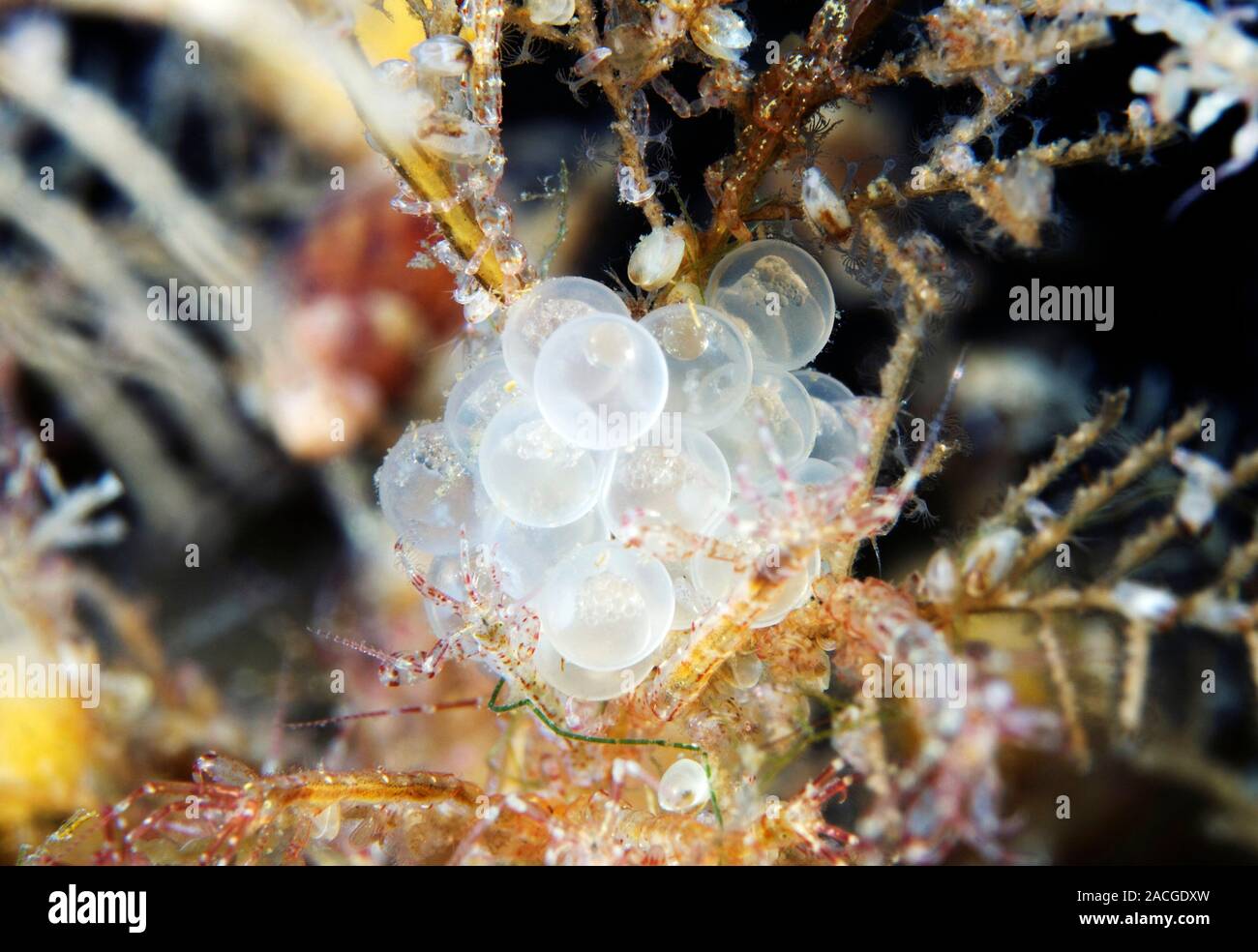 Fish eggs. Close-up of fish eggs (white spheres) on a hydrozoan colony ...