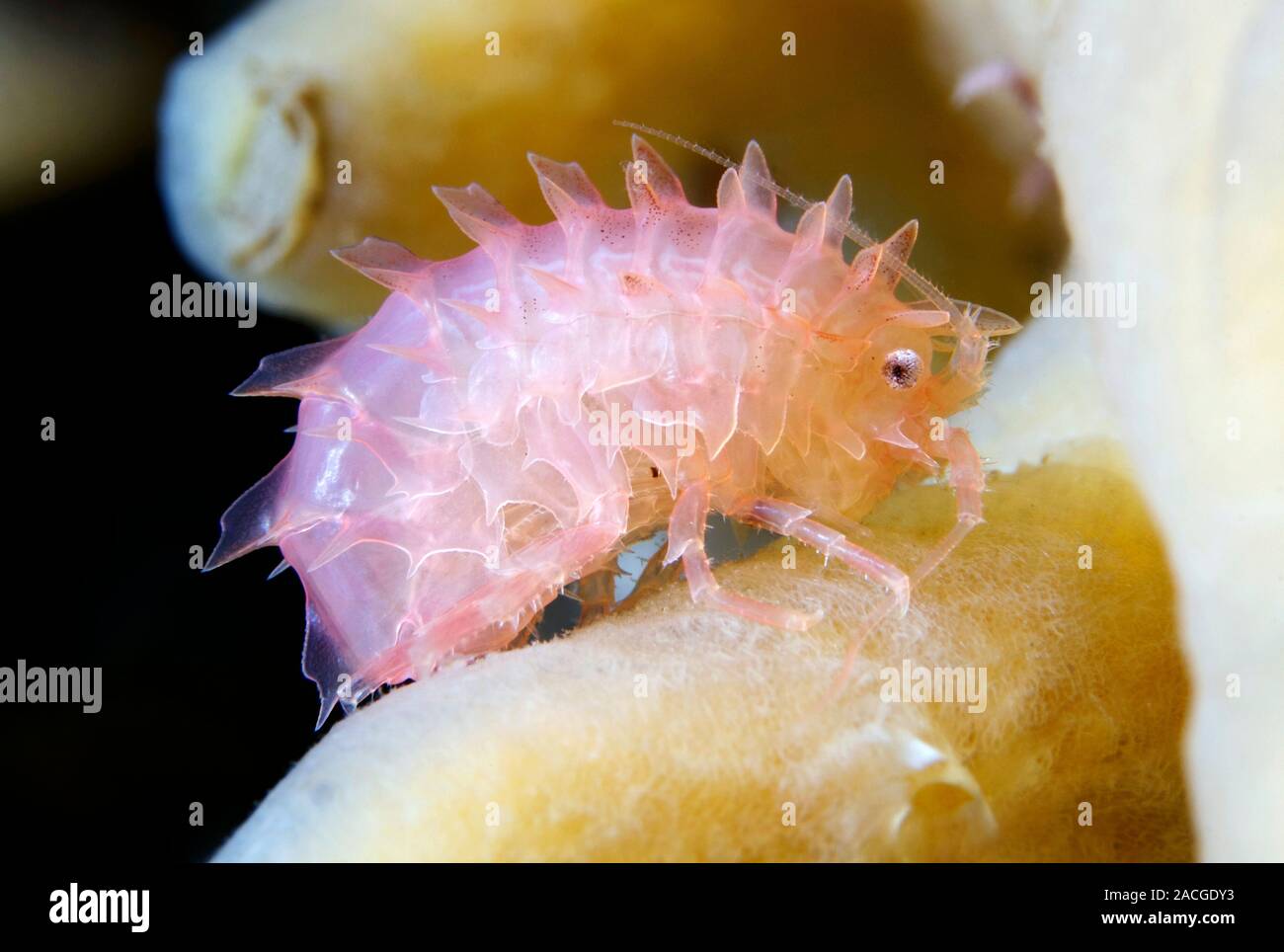 Amphipod crustacean (Paramphithoe cuspidata). Amphipods are small ...