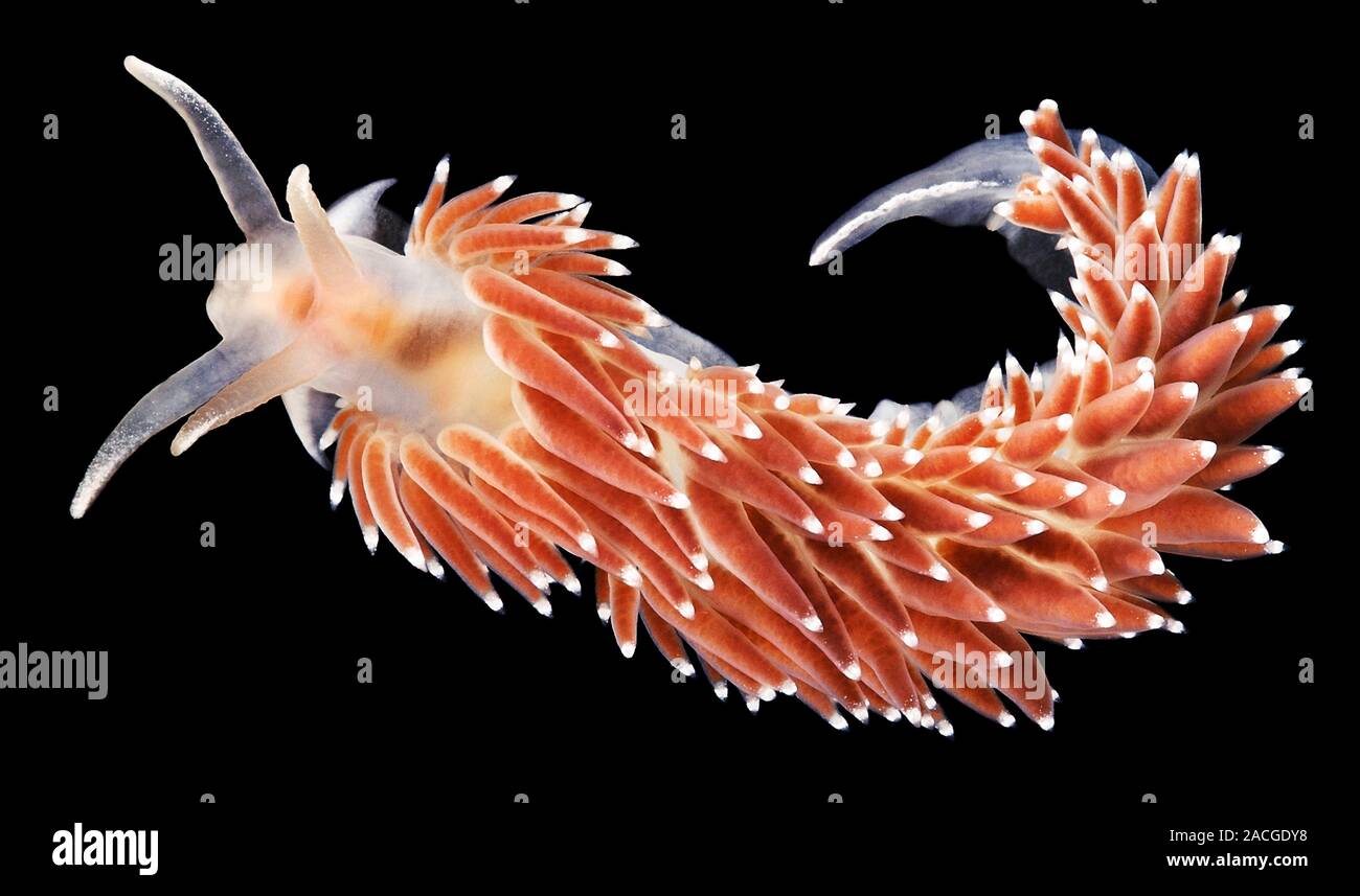 Nudibranch (Flabellina verrucosa). Nudibranchs are shell-less marine ...