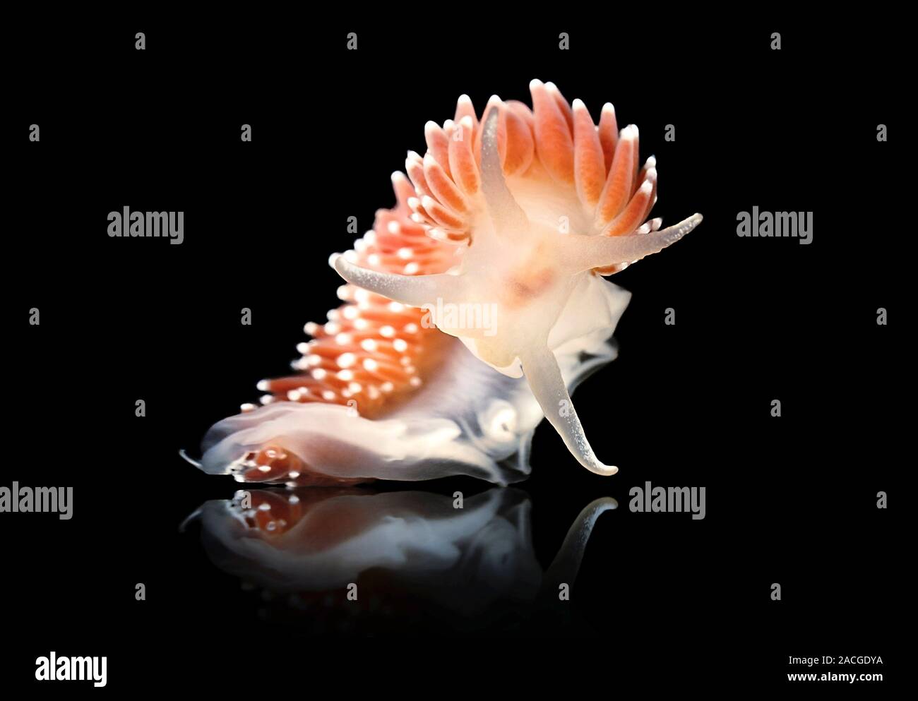 Nudibranch (Flabellina verrucosa). Nudibranchs are shell-less marine ...