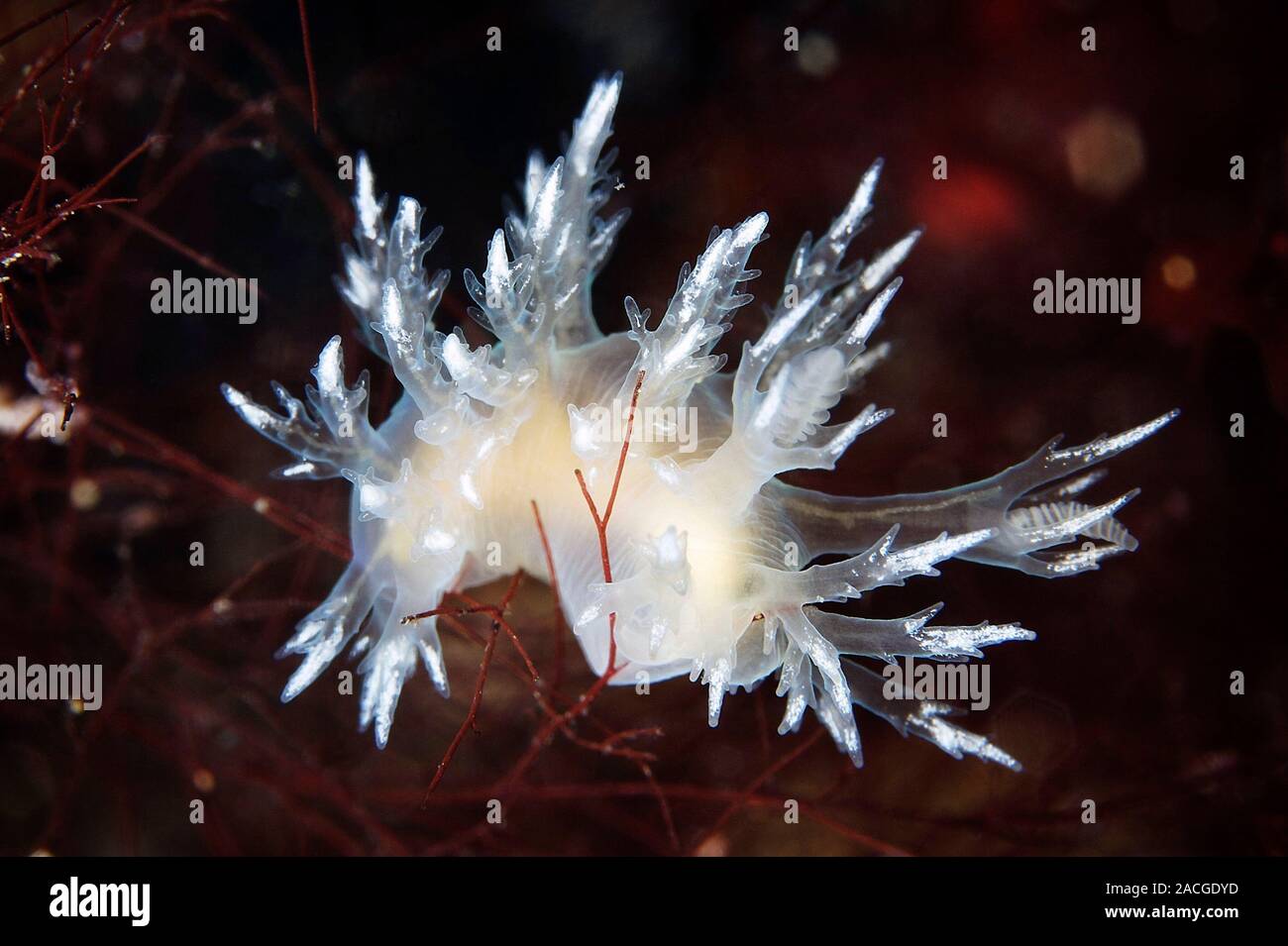 Nudibranch. White form of the nudibranch Dendronotus frondosus ...
